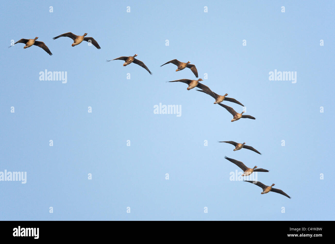 Eurasian White-fronted Goose (Anser albifrons) and and Taiga Bean Goose ...