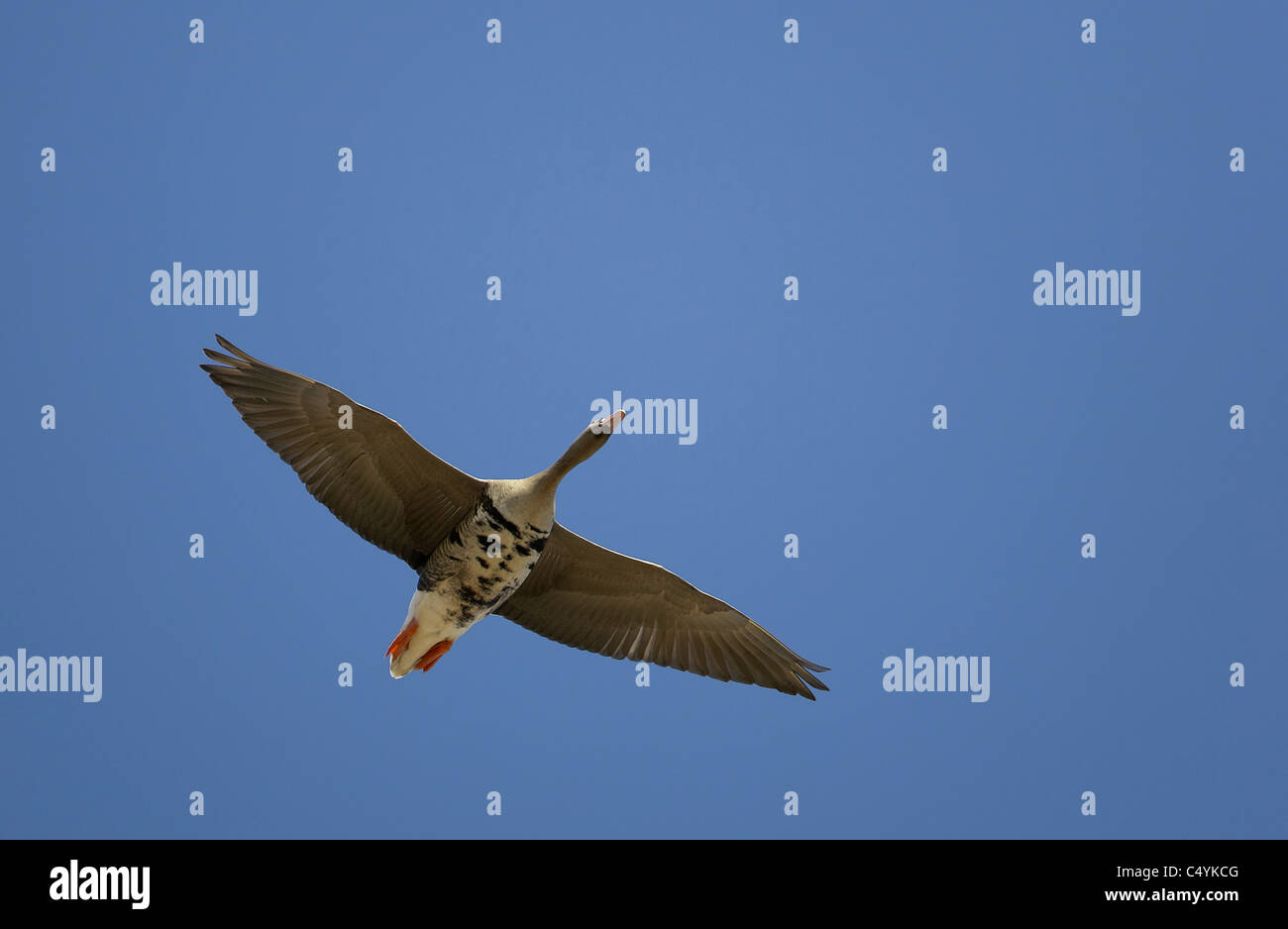Eurasian White-fronted Goose (Anser albifrons) in flight Stock Photo ...