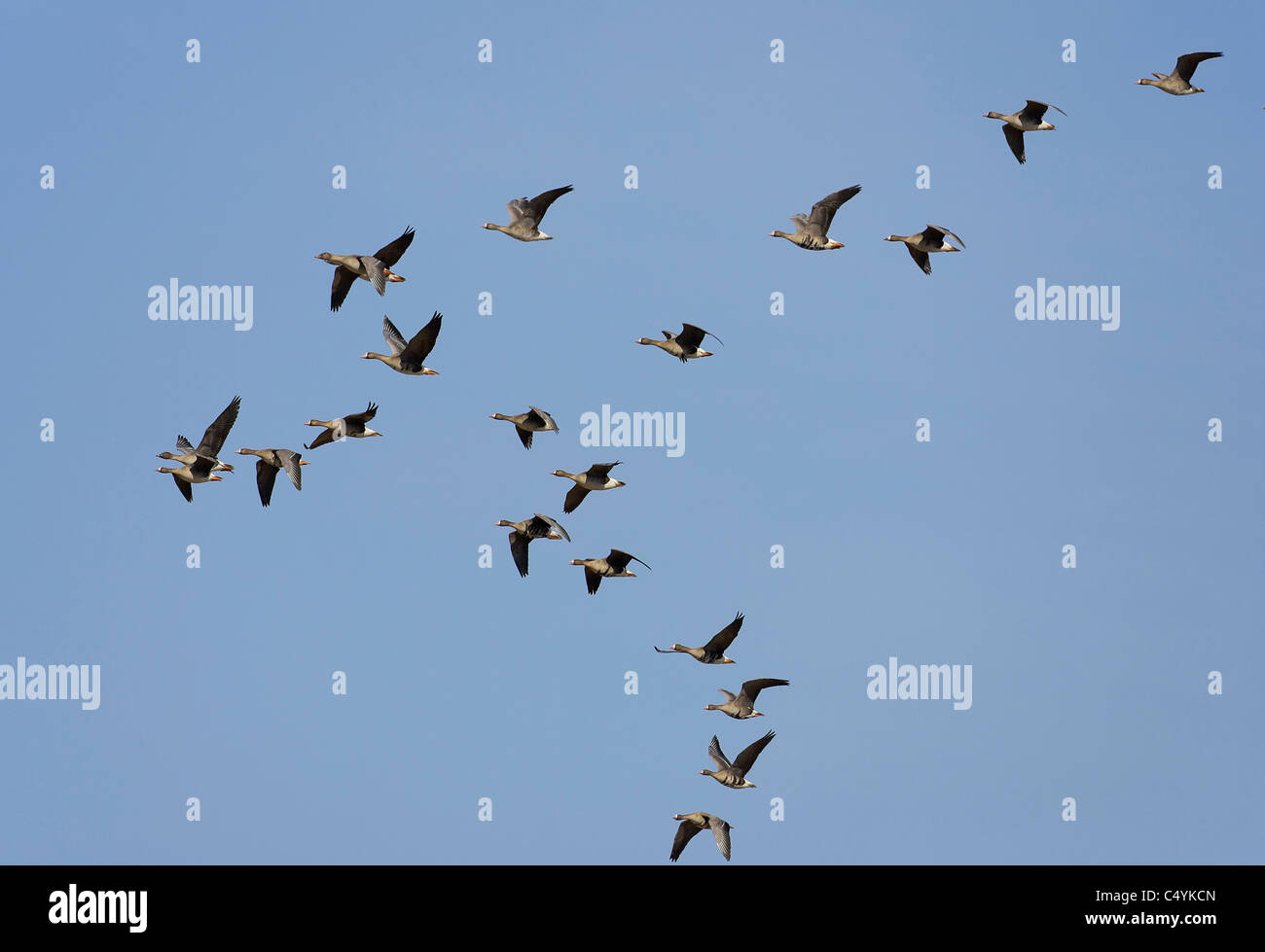 Eurasian white fronted goose hi-res stock photography and images - Alamy