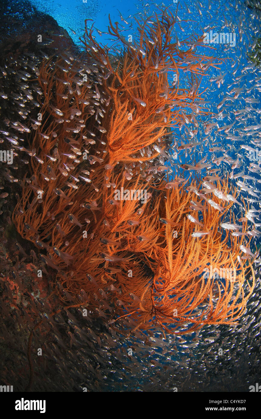 Nature color explosion hi-res stock photography and images - Alamy