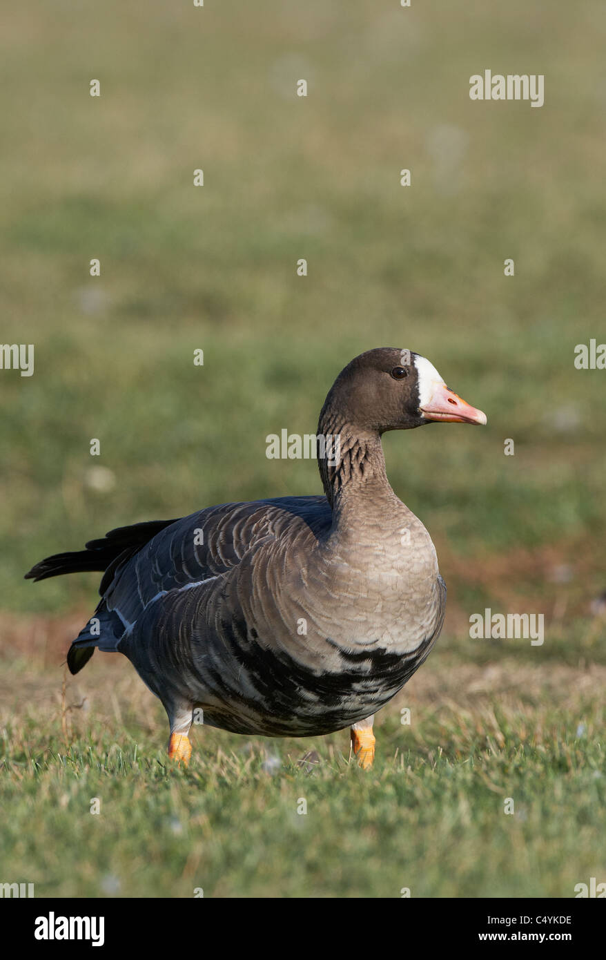 Eurasian White-fronted Goose (Anser albifrons). Adult standing on grass ...
