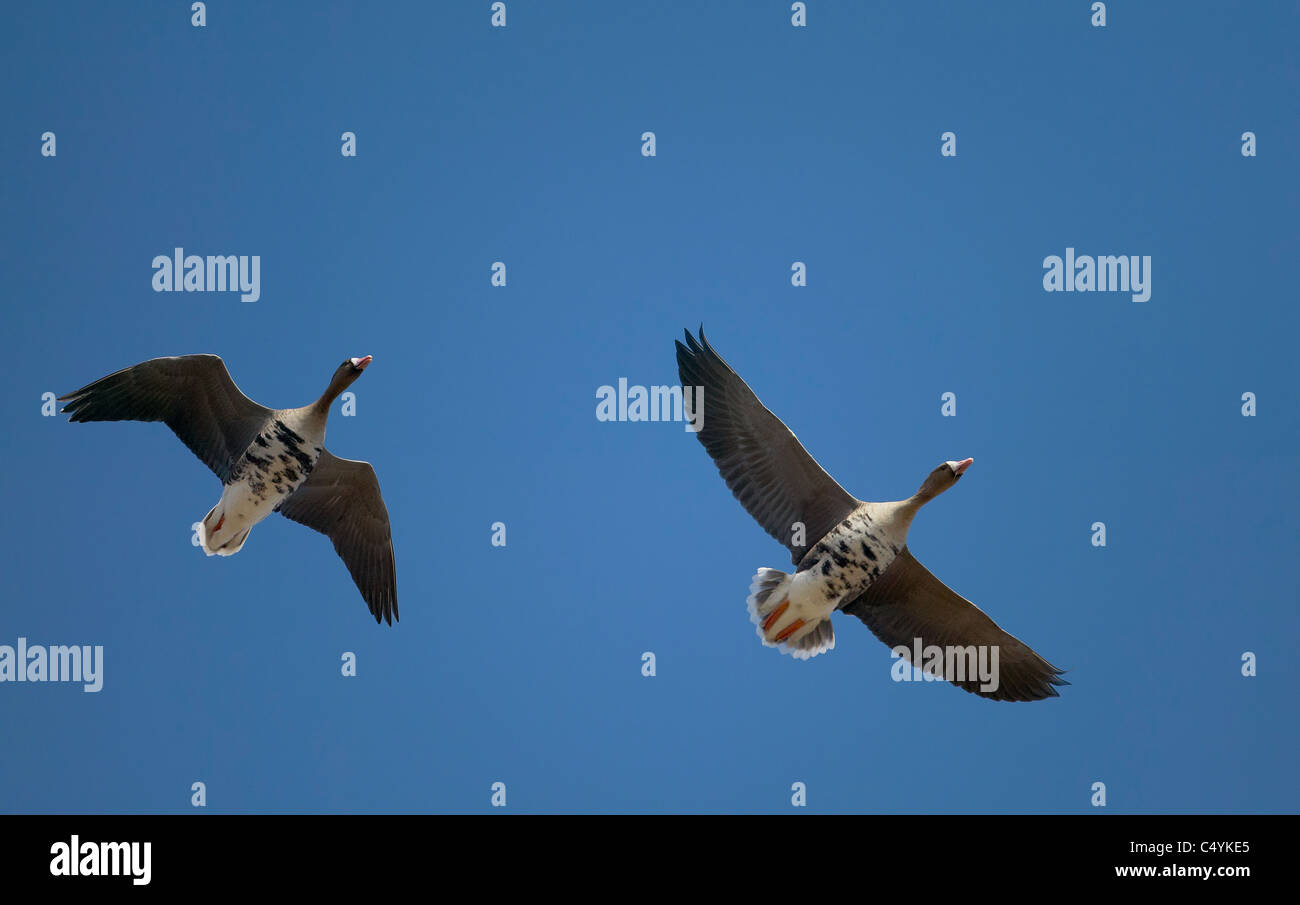 Eurasian white fronted goose hi-res stock photography and images - Alamy