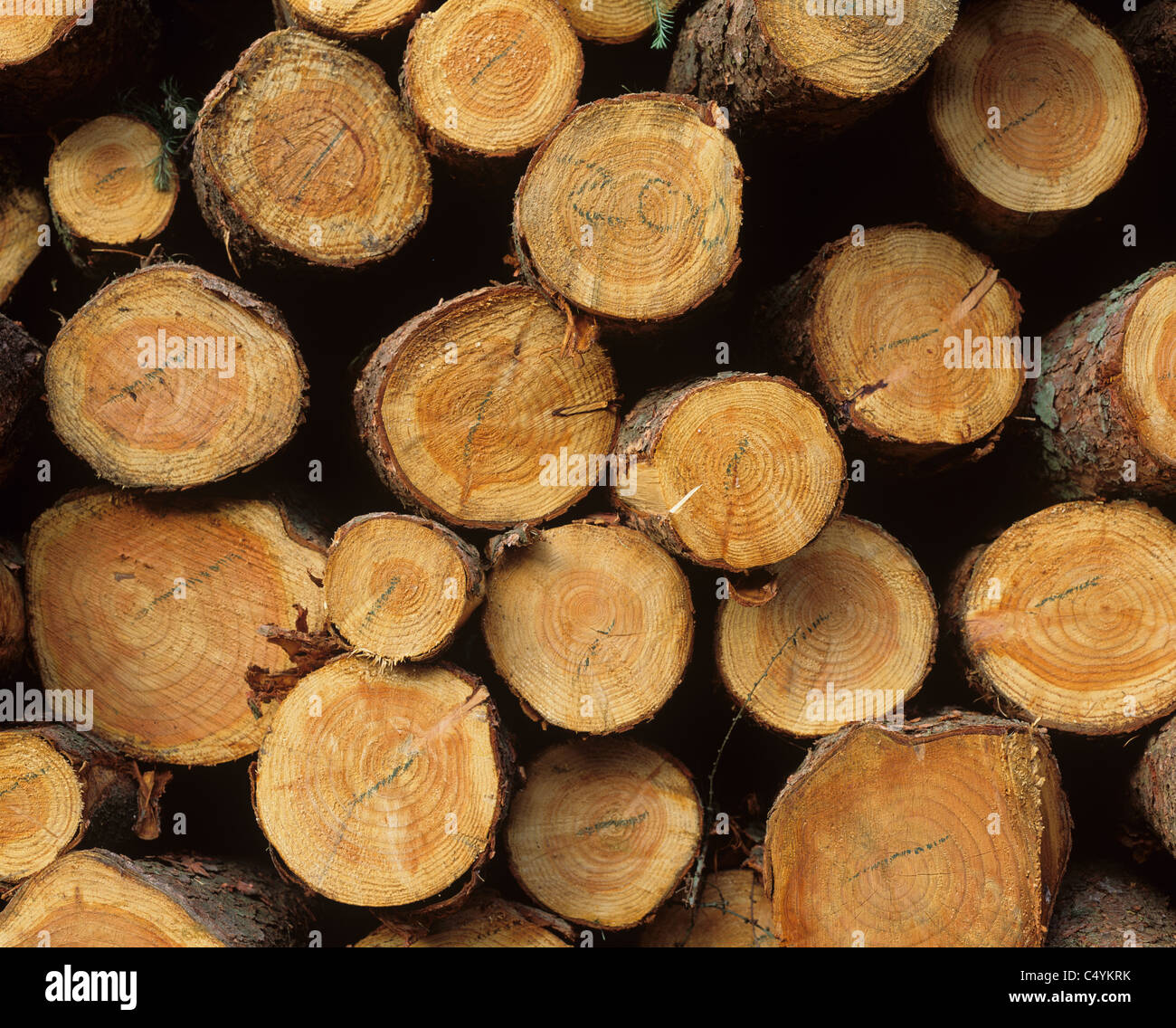 Cut logs ready for transportation Stock Photo - Alamy