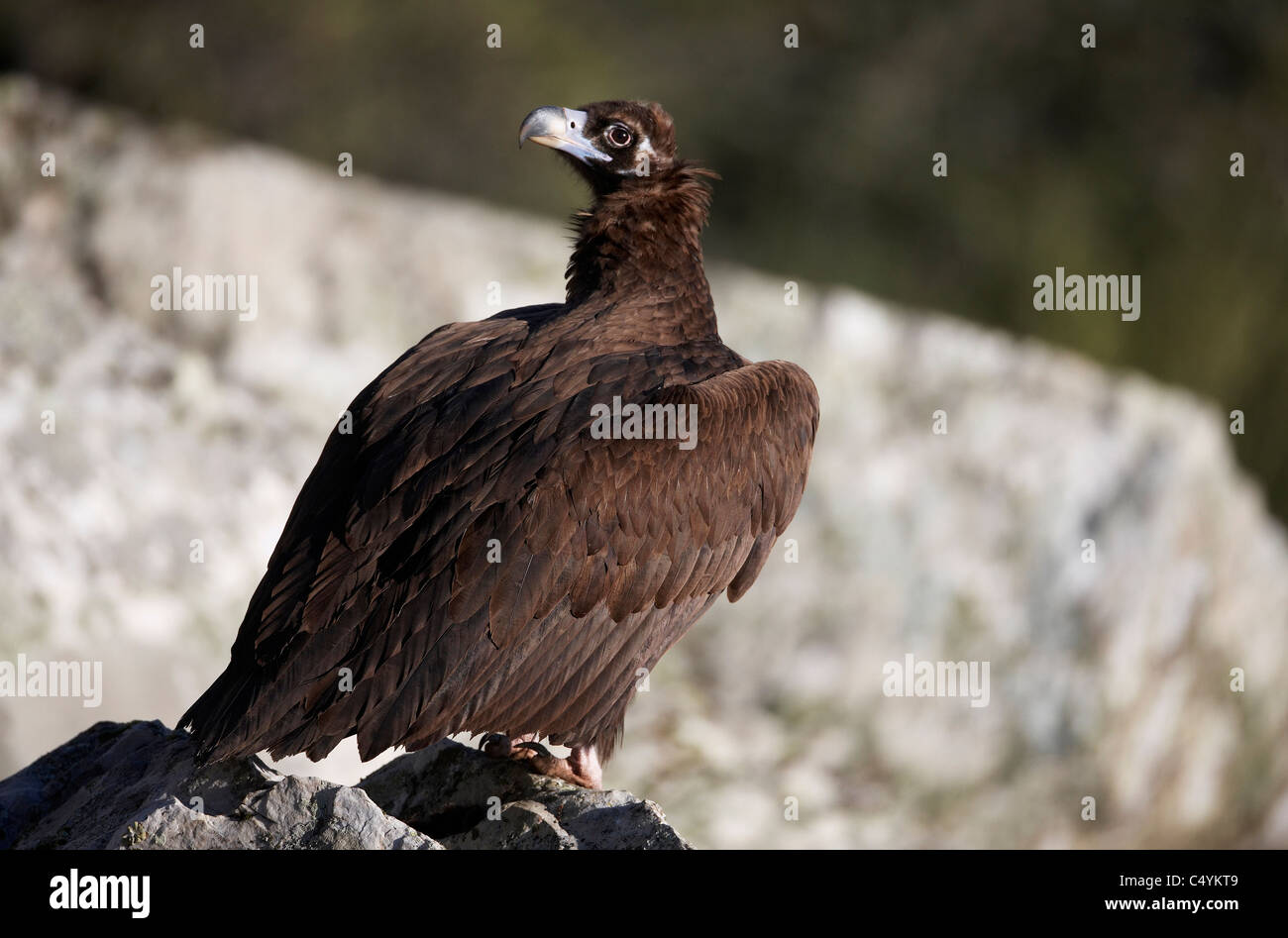 European Black Vulture (Aegypius monachus), adult standing on a rock ...