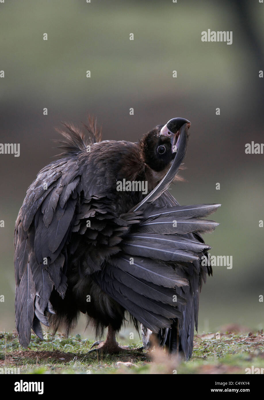 Adult black vulture hi-res stock photography and images - Alamy