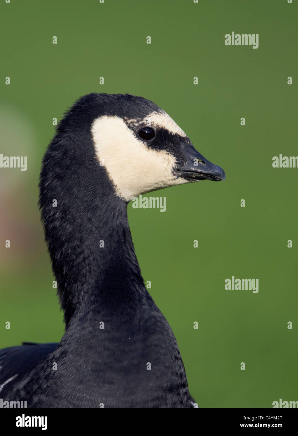 Barnacle goose branta leucopsis portrait hi-res stock photography and ...