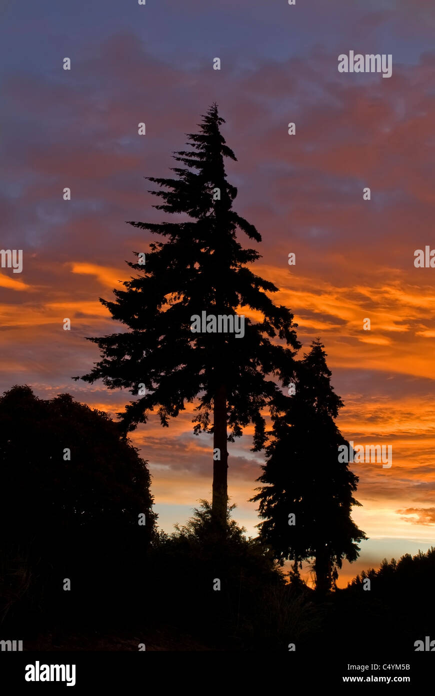 Sunset Lake Pine Tree