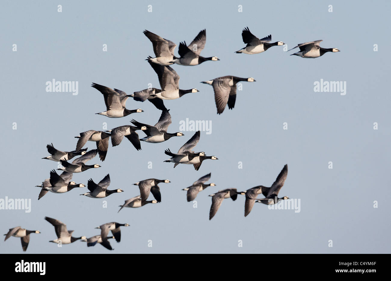 Barnacle Goose (Branta leucopsis). Migrating flock in flight Stock ...
