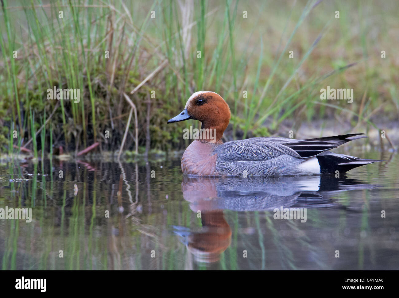 Eurasian Wigeon (Anas penelope). Drake in breeding plumage swimming on ...