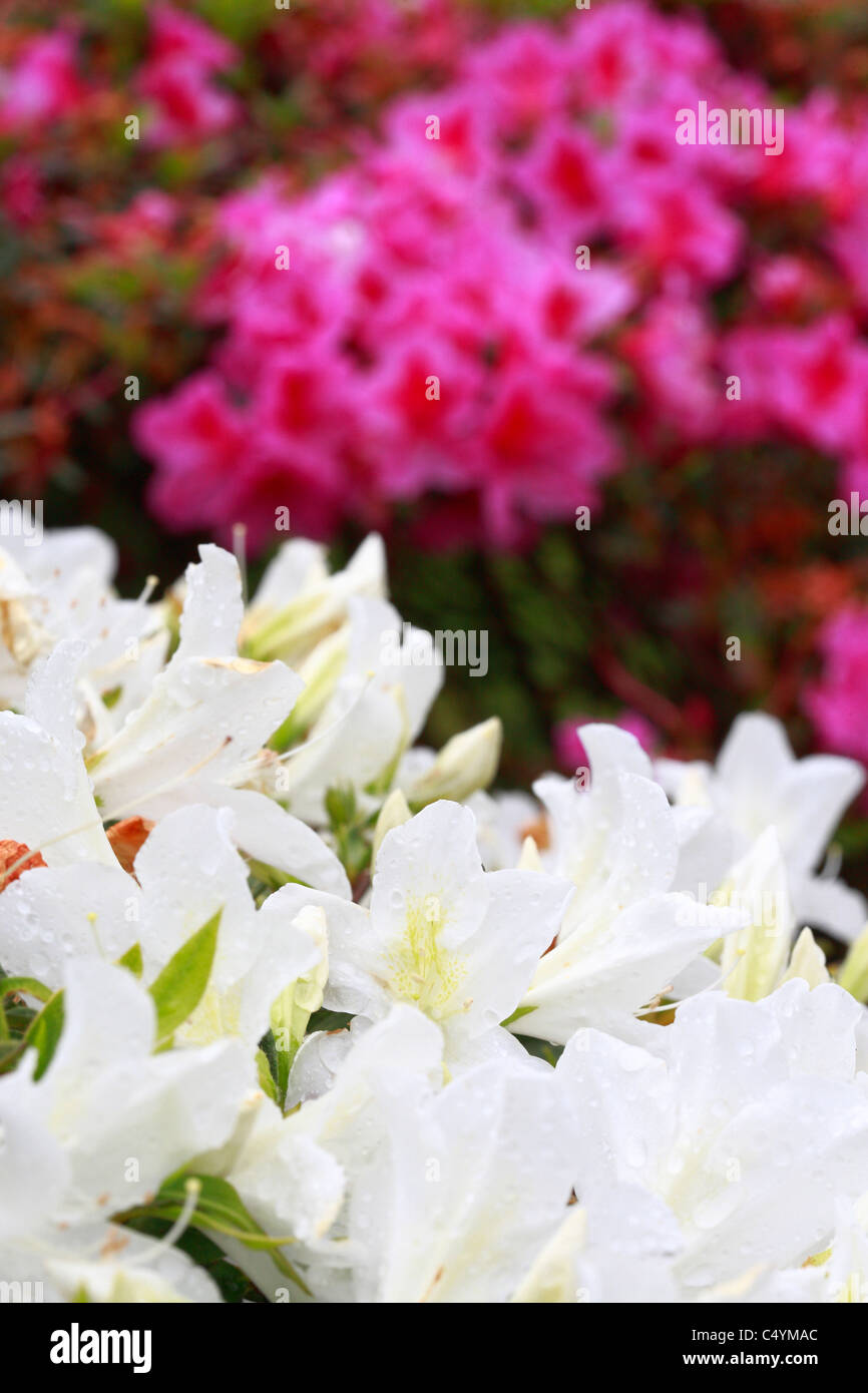 Azaleas High Resolution Stock Photography and Images - Alamy