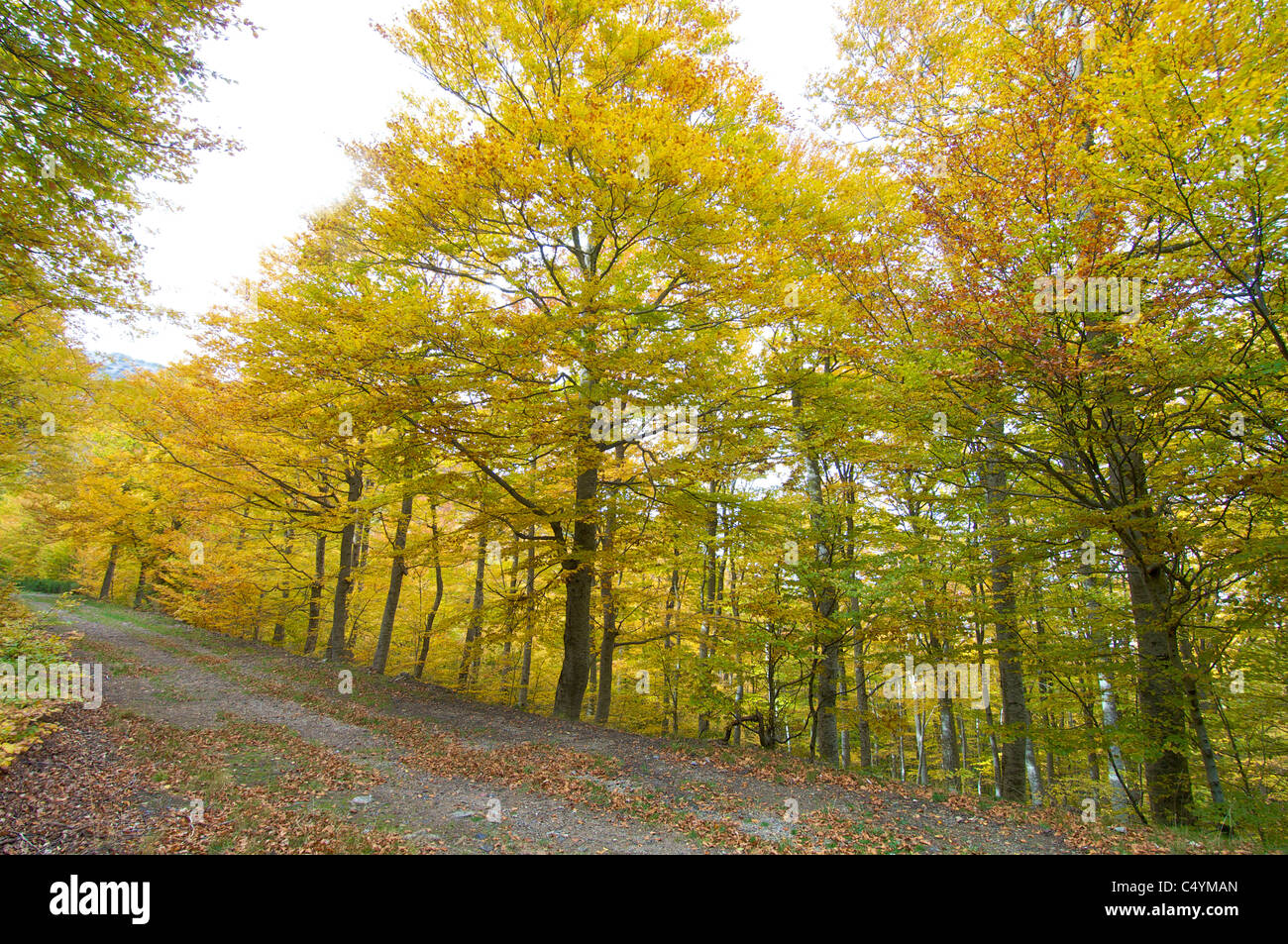 autumnal forest in Moncayo Natural Park, Saragossa, Spain Stock Photo ...