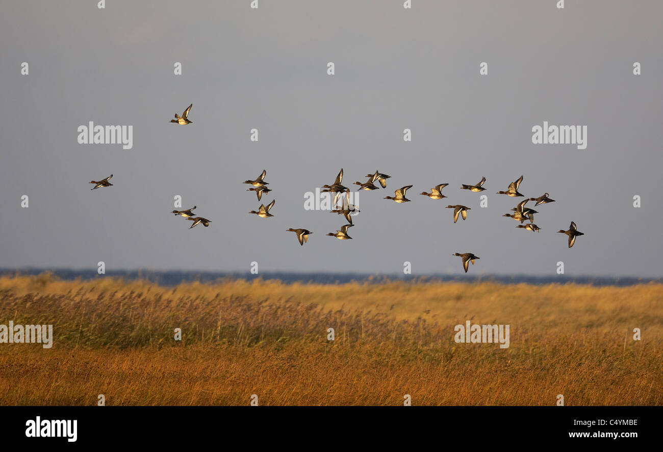 Flying above reed hi-res stock photography and images - Alamy