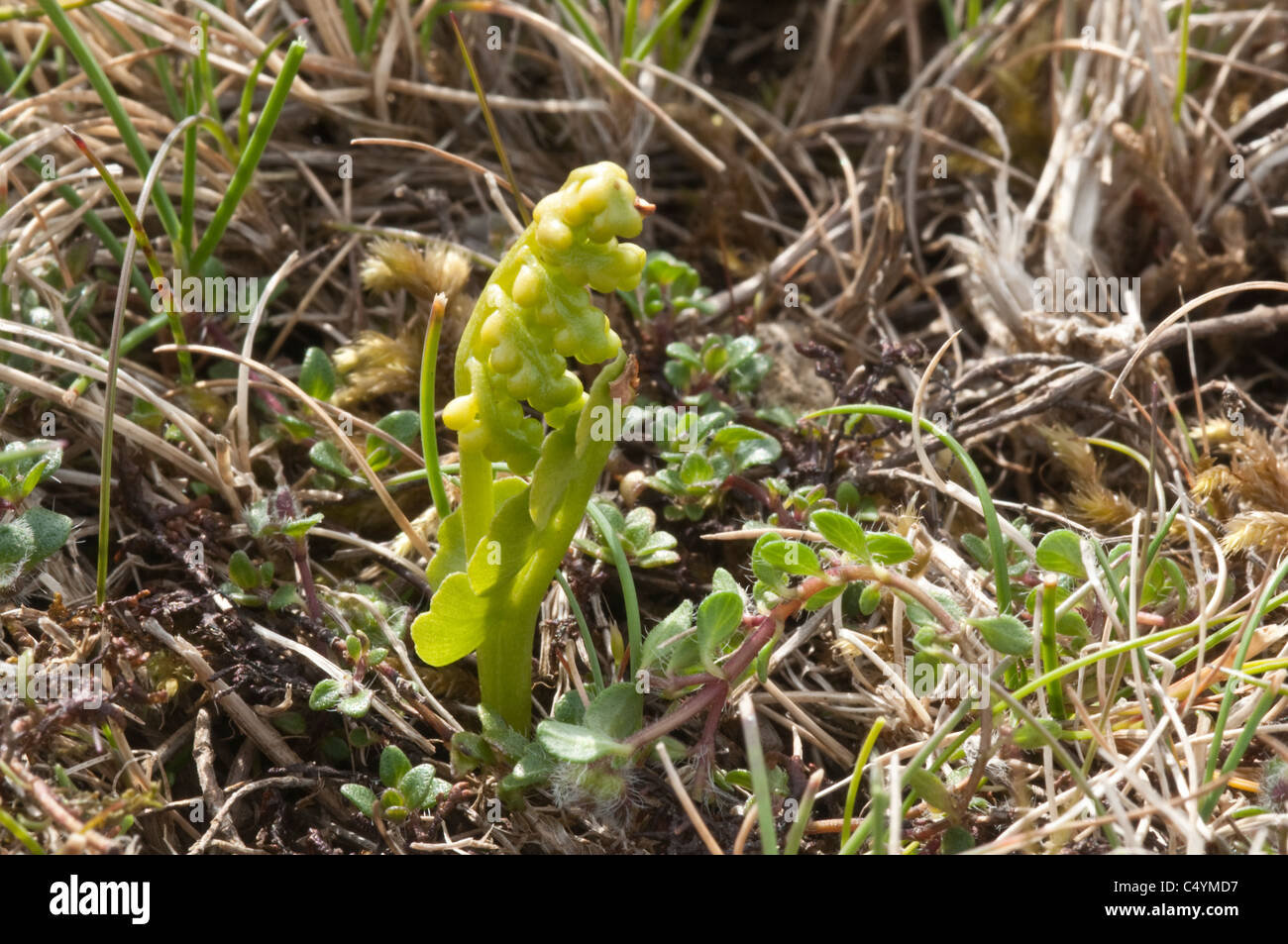 Moonwort (Botrychium lunaria) fronds and spore-bearing spikes Keen of ...