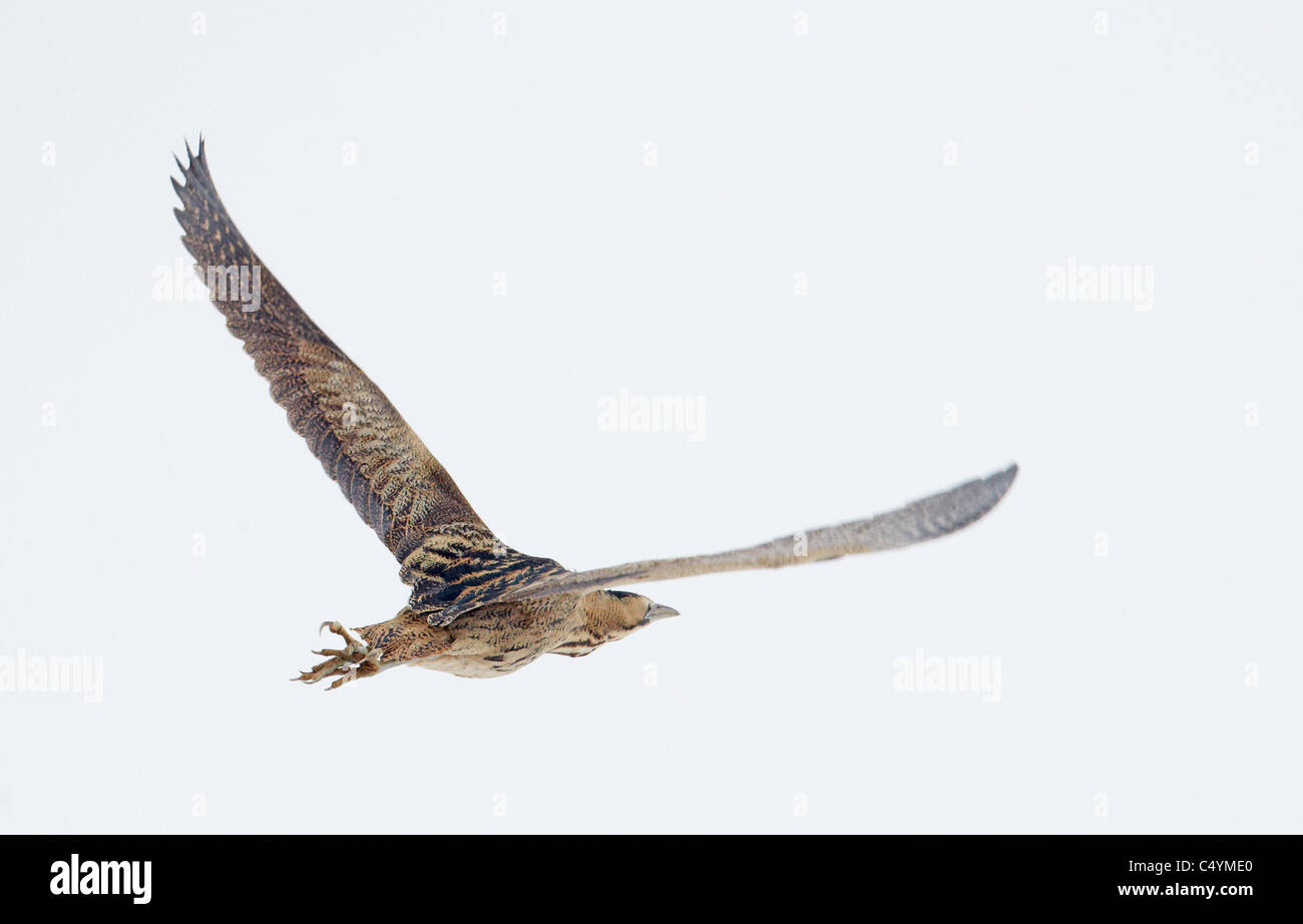 Bittern Stock Photos & Bittern Stock Images - Alamy