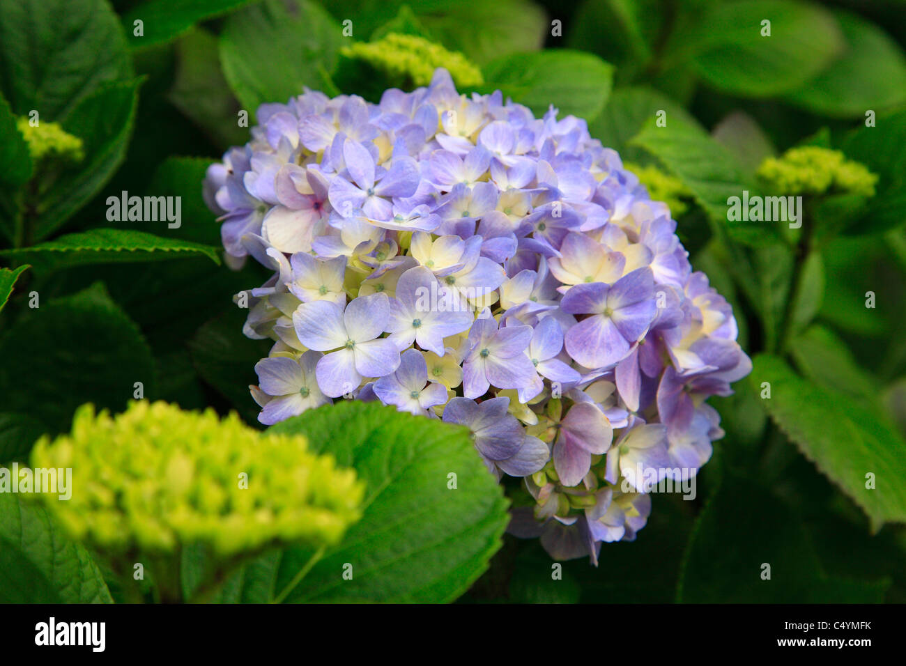 Hydrangea blooming at the Azores islands Stock Photo - Alamy