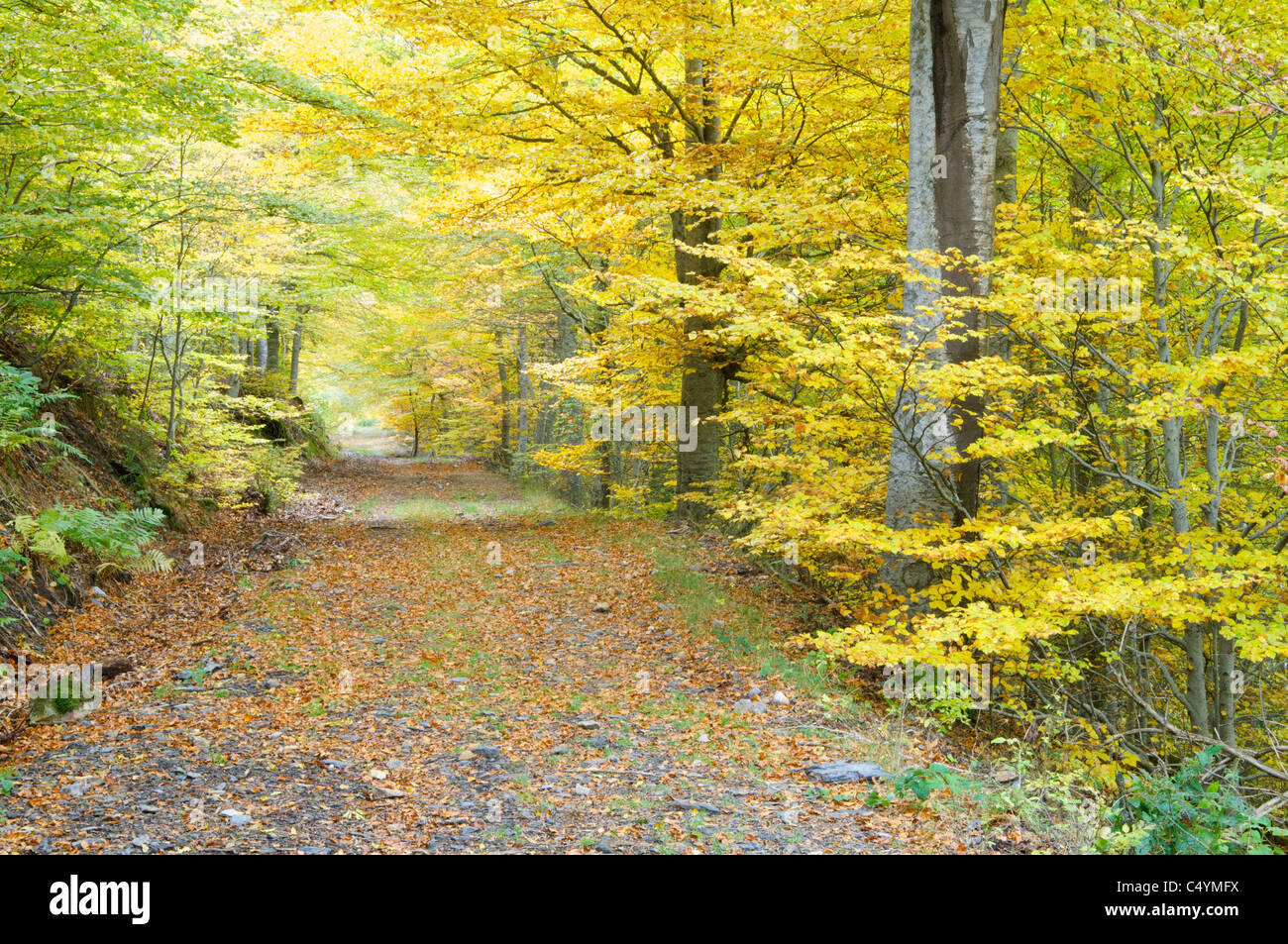 Foot path to the beech hi-res stock photography and images - Alamy