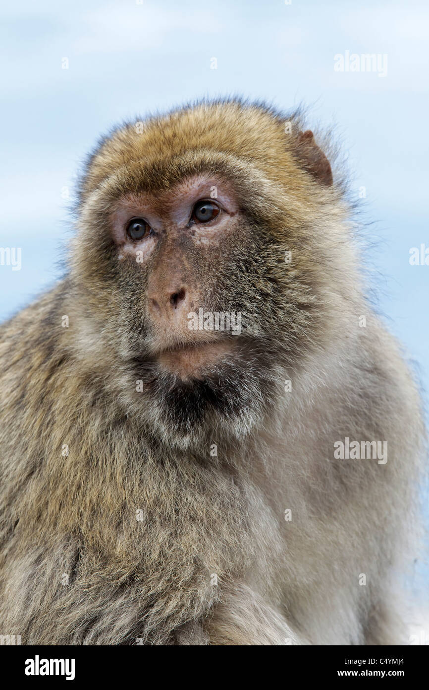 A male Barbary Macaque sat on the wall on the Rock of Gibraltar ...