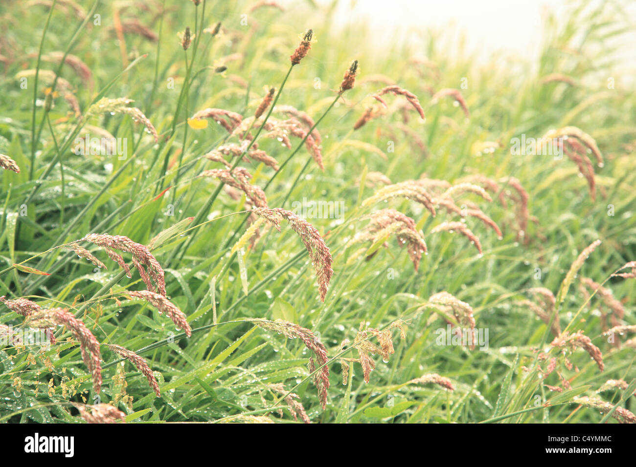 Gramineous Plants High Resolution Stock Photography and Images - Alamy