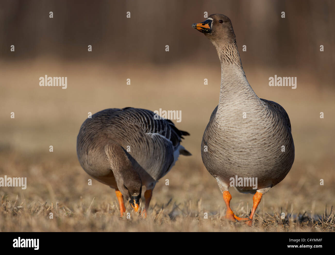 Grassland goose hi-res stock photography and images - Alamy
