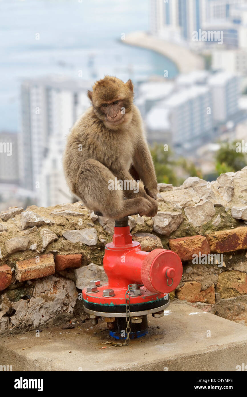 Curious macaque hi-res stock photography and images - Alamy
