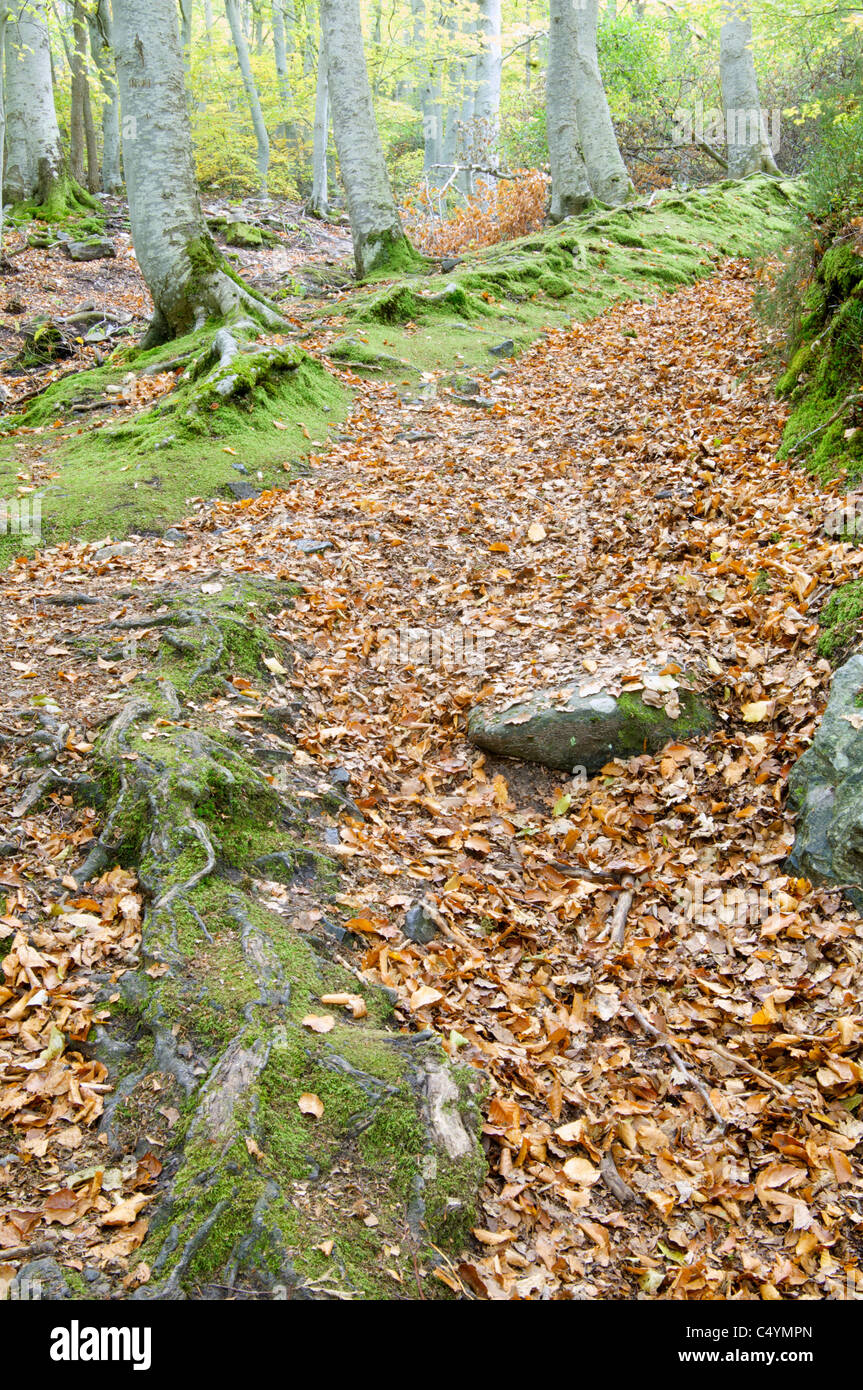 beech forest in autumn, Moncayo natural park, saragossa, Aragon, Spain ...