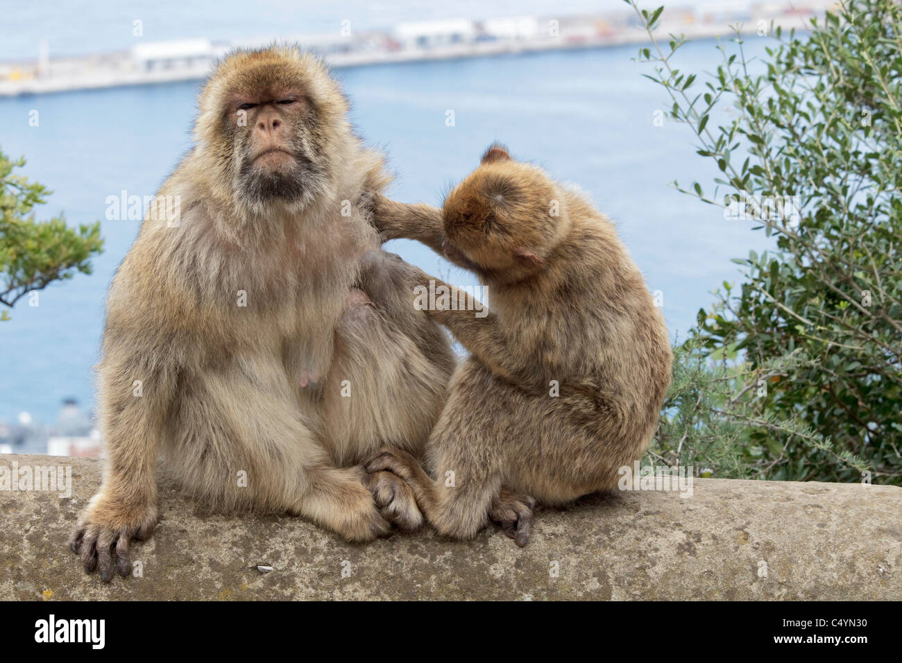 A female and baby male Barbary Macaque sat on the wall grooming at the ...