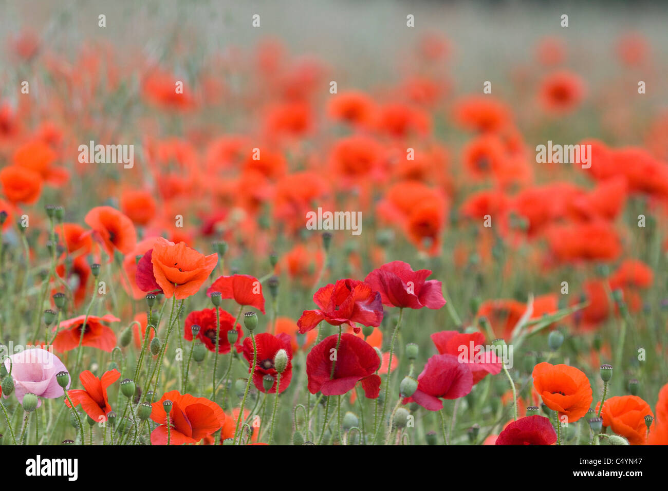 spectacular display of blood-red poppies in a meadow Papaver rhoeas ...