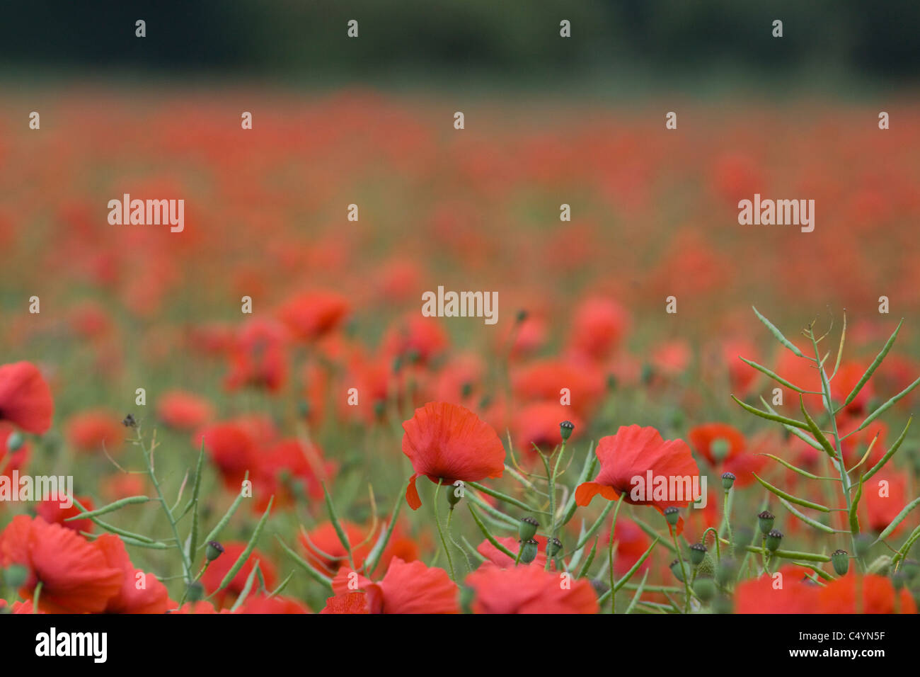 spectacular display of blood-red poppies in a meadow Papaver rhoeas ...