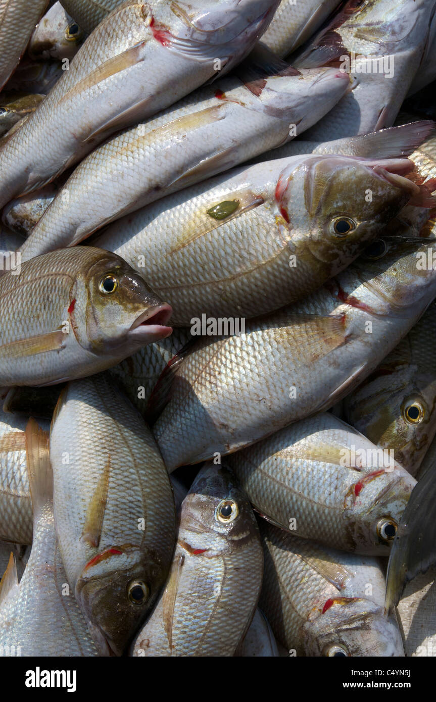 Catch of the day Negombo Fish Market Sri Lanka Stock Photo - Alamy