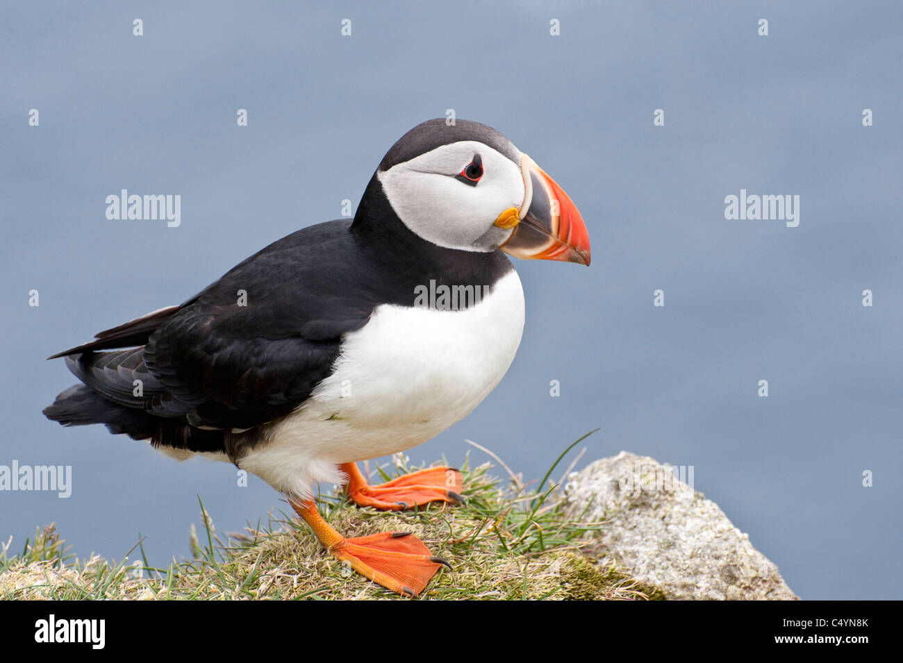 Atlantic Puffin (Fratercula arctica) standing on the cliff-top ...