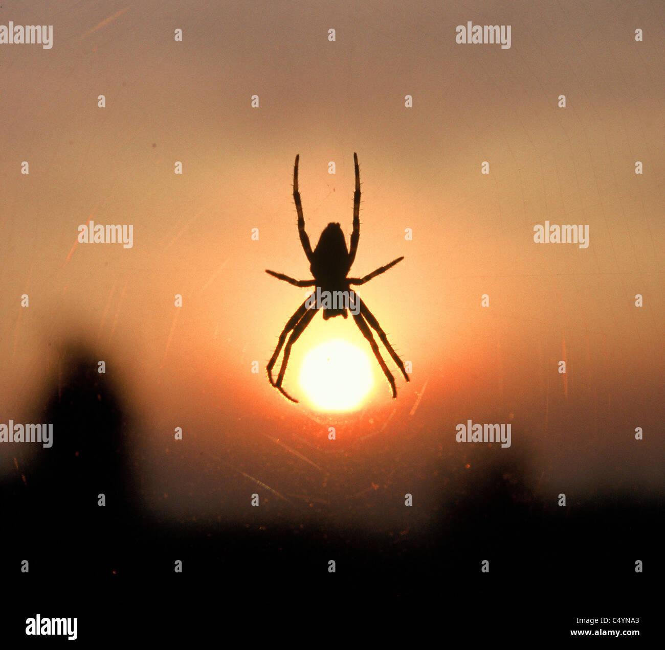 Spider Sun Silhouette High Resolution Stock Photography and Images - Alamy