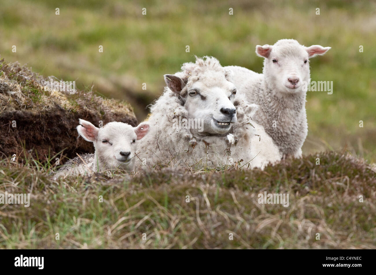 Shetland Sheep with lambs Shetland Islands Scotland UK Europe June ...