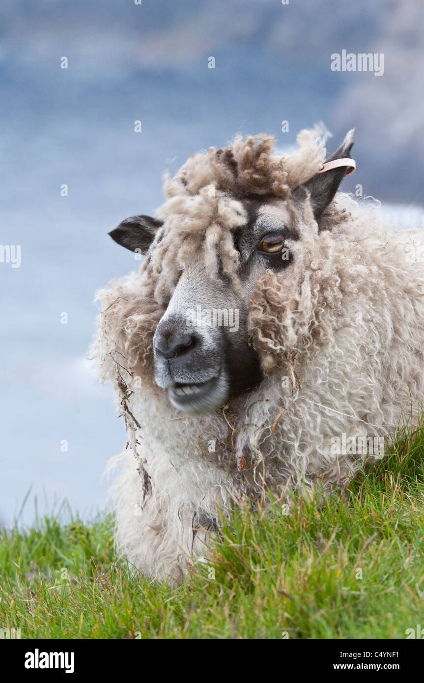 Shetland farms hi-res stock photography and images - Alamy