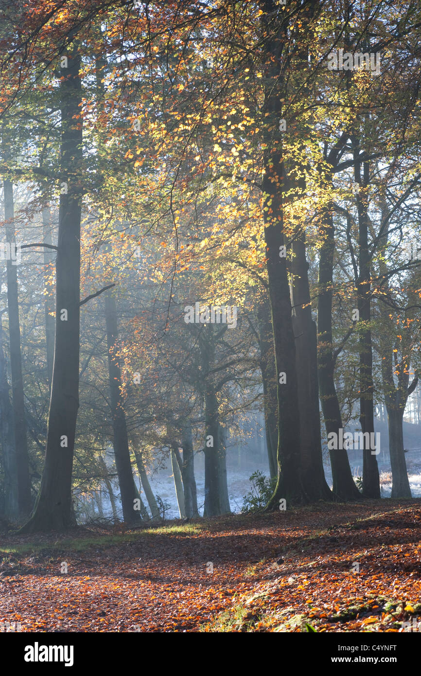 Newforest hi-res stock photography and images - Alamy