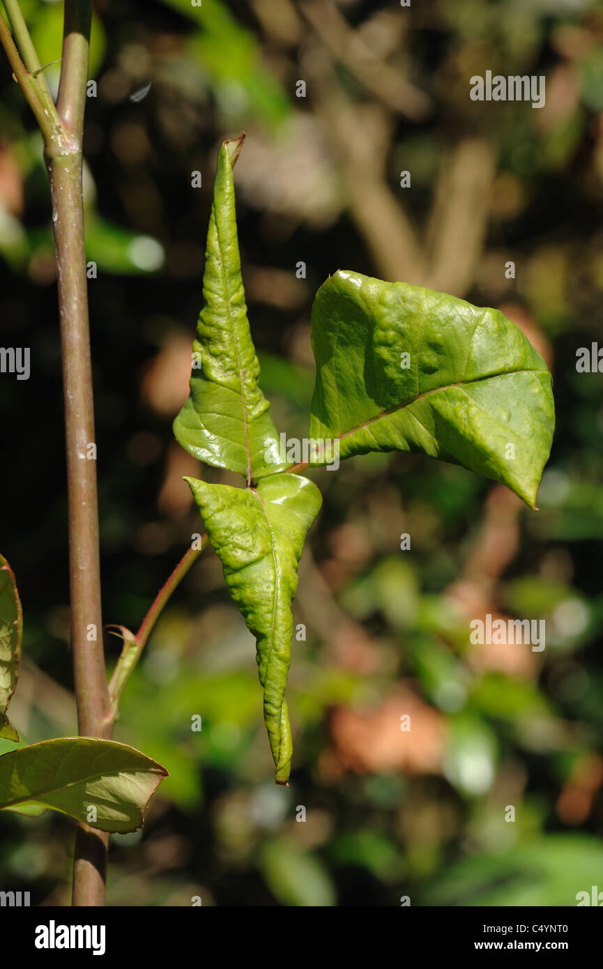 Leaf-rolling sawfly (Blennocampa phyllocolpa) leaf rolling symptom on ...
