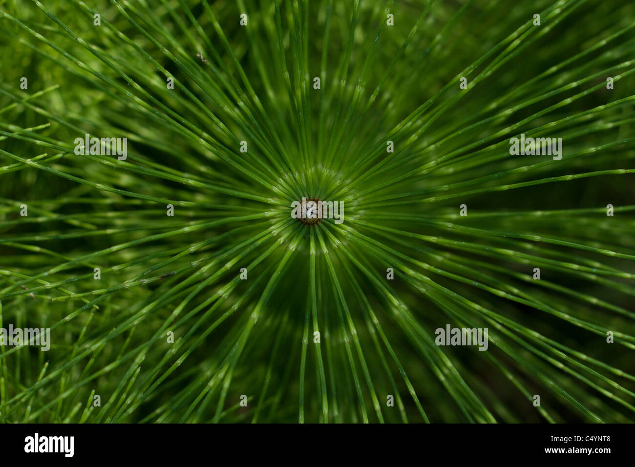 A close-up (macro) view of a pine plant with the leaves making a ...
