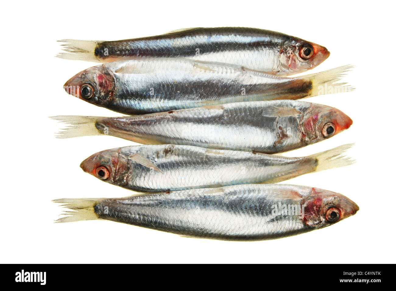 Sprat fish hi-res stock photography and images - Alamy