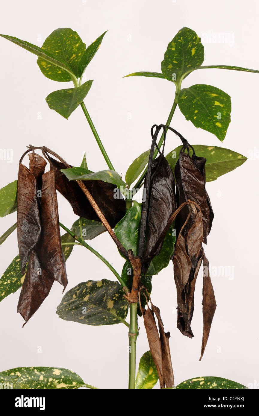 Dieback damage, lesion and fruiting bodies on Aucuba japonica leaves ...