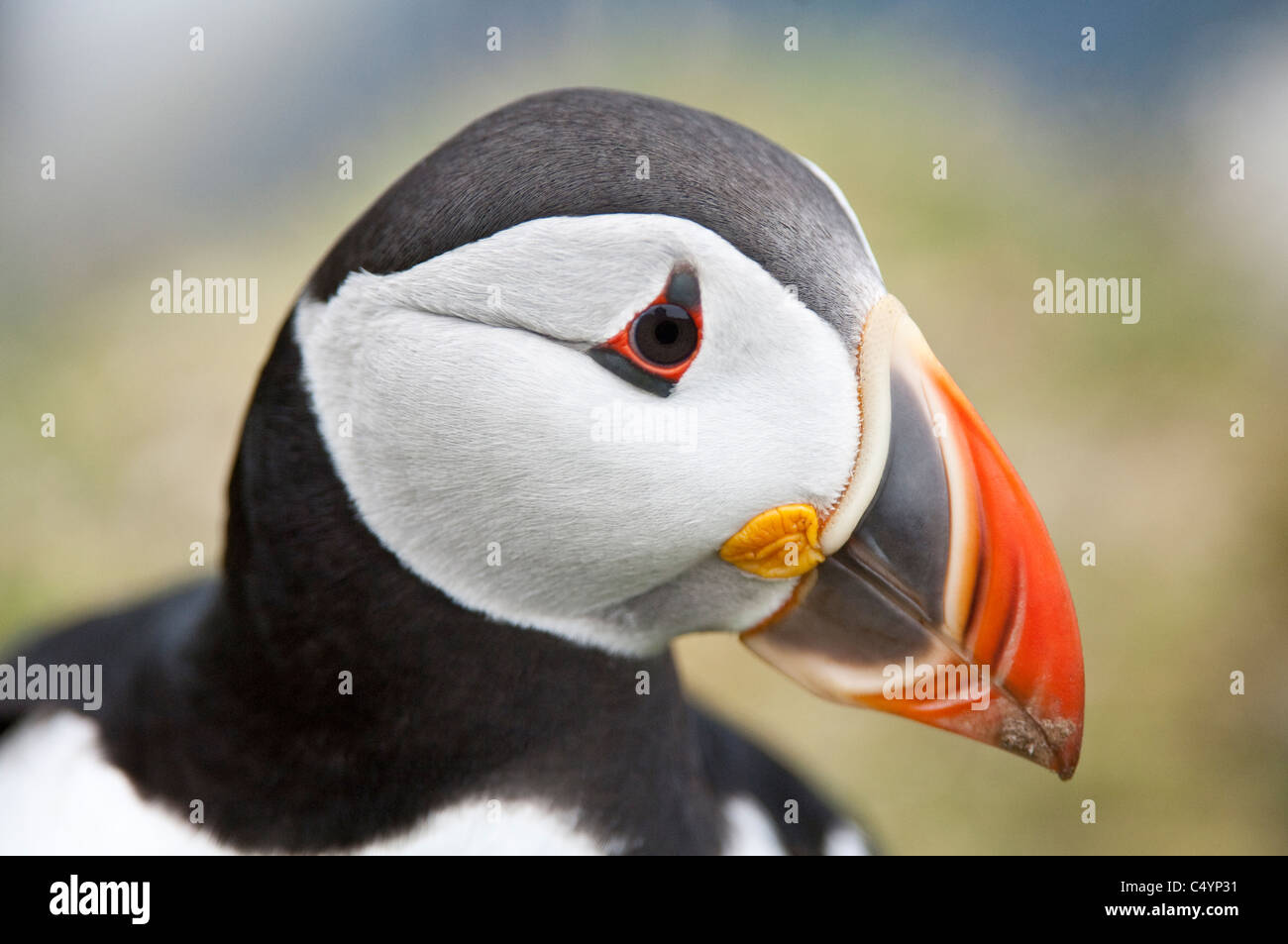 Atlantic Puffin (Fratercula arctica) profile Hermaness National Nature ...