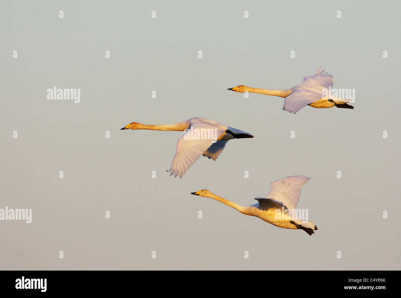 Three swan hi-res stock photography and images - Alamy