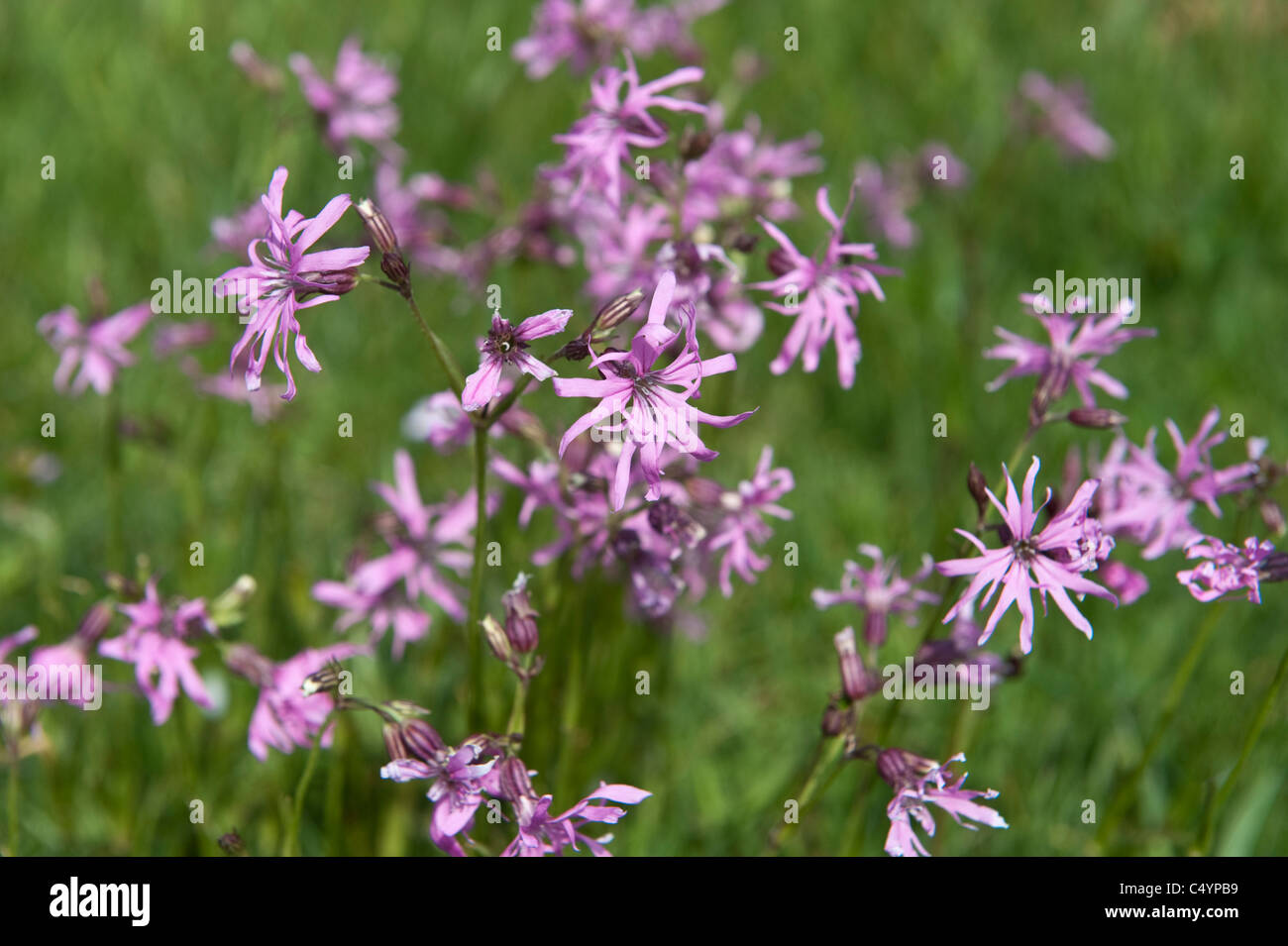 Ragged Robin (Lychnis flos-cuculi) flowers in meadow Shetland Subarctic ...