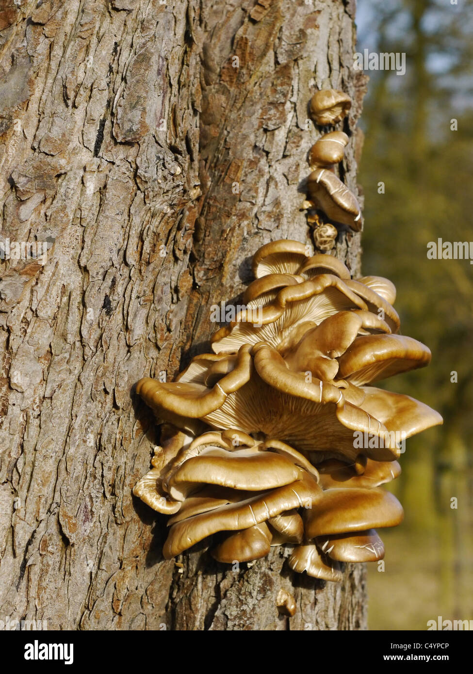 fungus on tree Stock Photo - Alamy