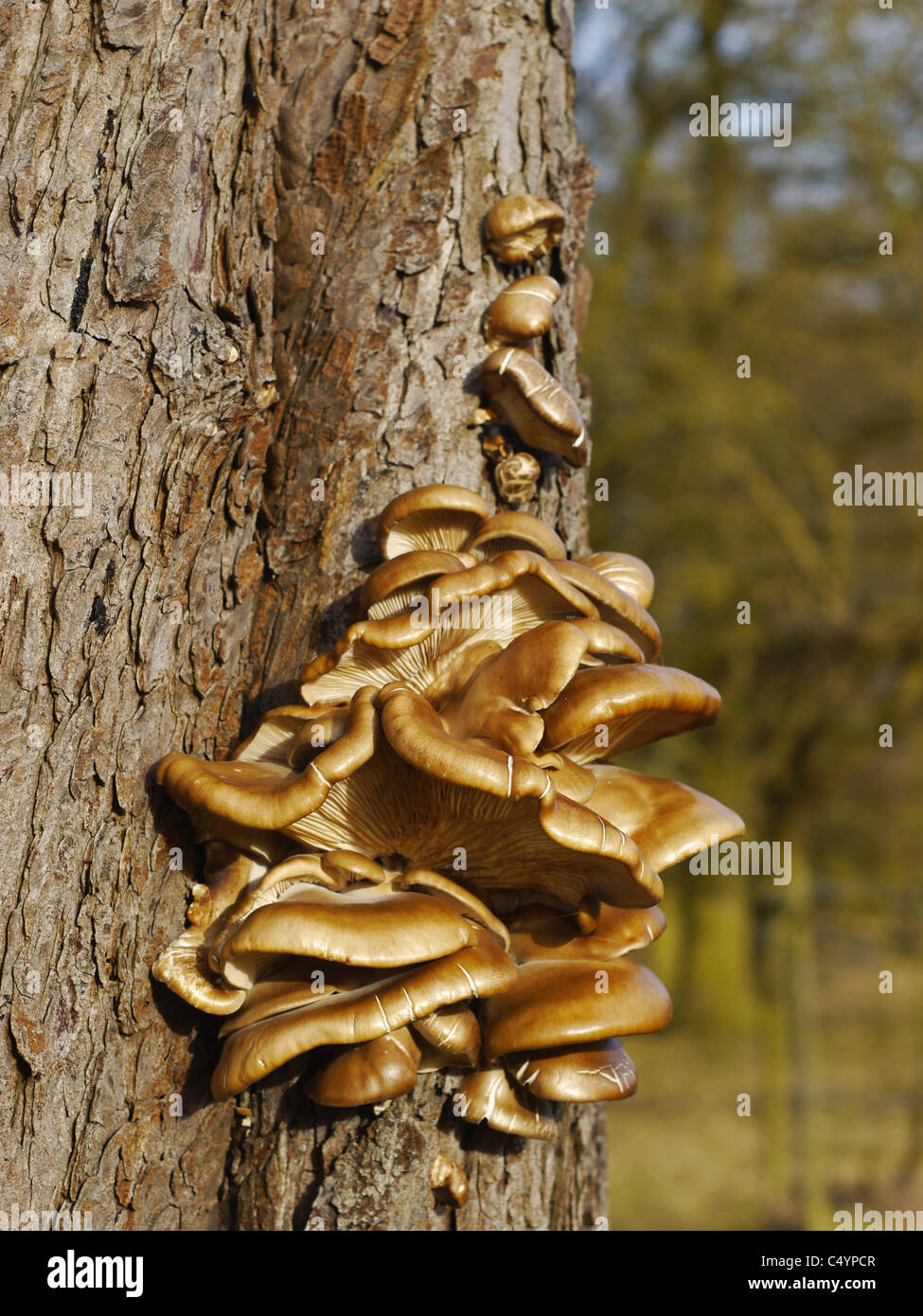 fungus on tree Stock Photo - Alamy