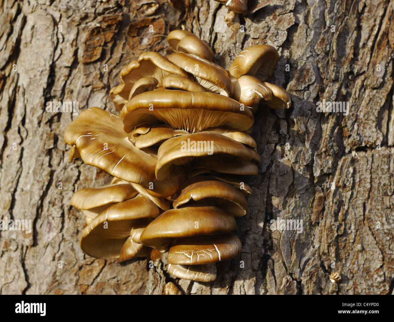fungus on tree Stock Photo - Alamy