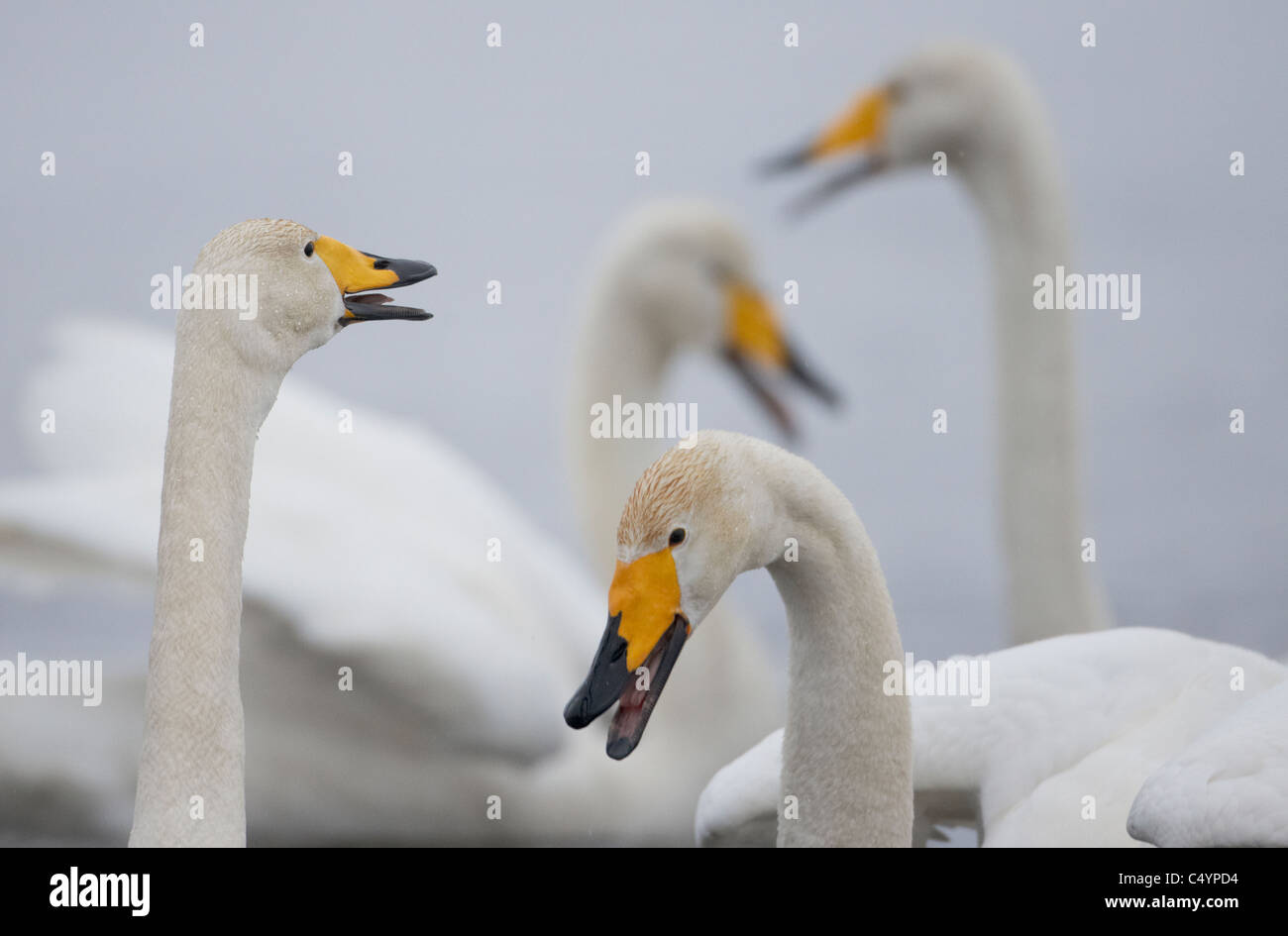 Animal vocalization hi-res stock photography and images - Alamy