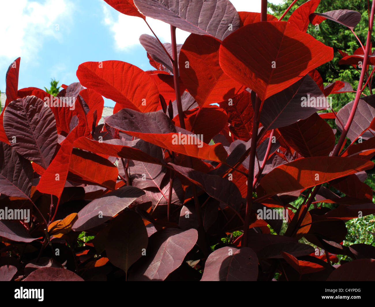 Light shining through the dark red leaves of a smoke tree (Cotinus ...