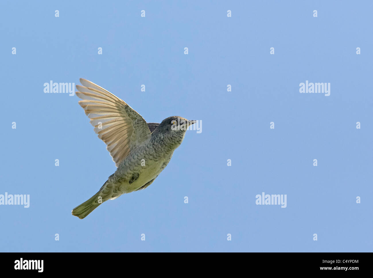 Barred Warbler (Sylvia nisoria), adult male in flight Stock Photo - Alamy