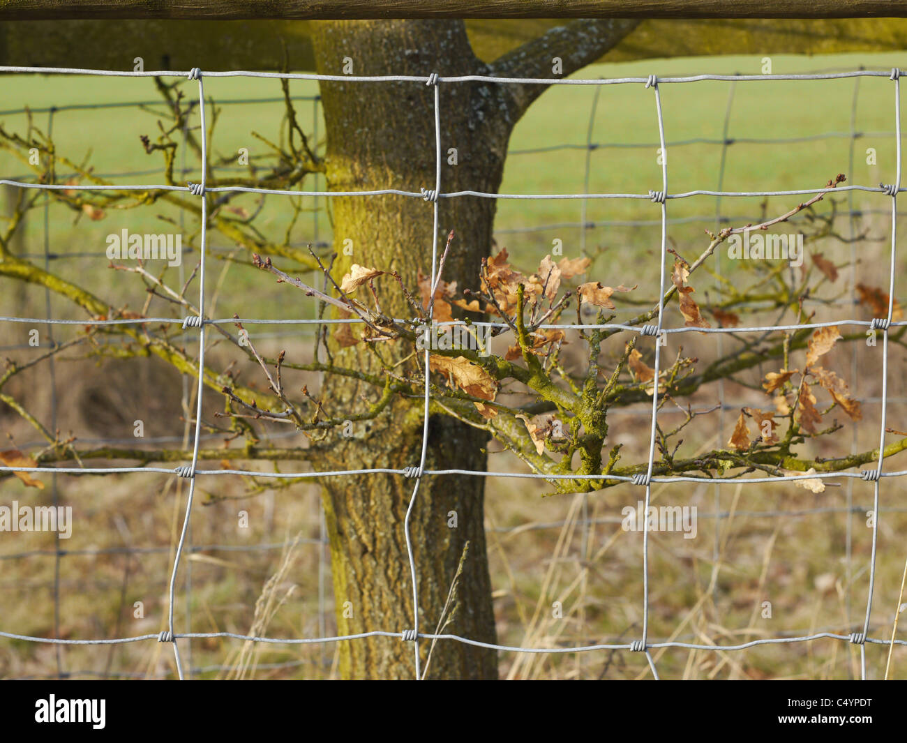 plant trapped in wire nature fenced in fencing Stock Photo - Alamy