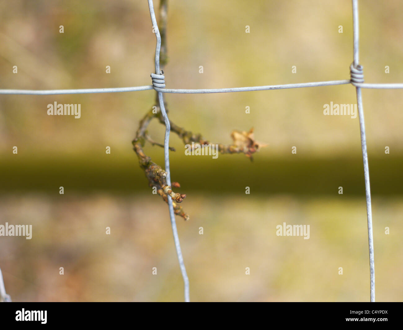 plant trapped in wire nature Stock Photo - Alamy
