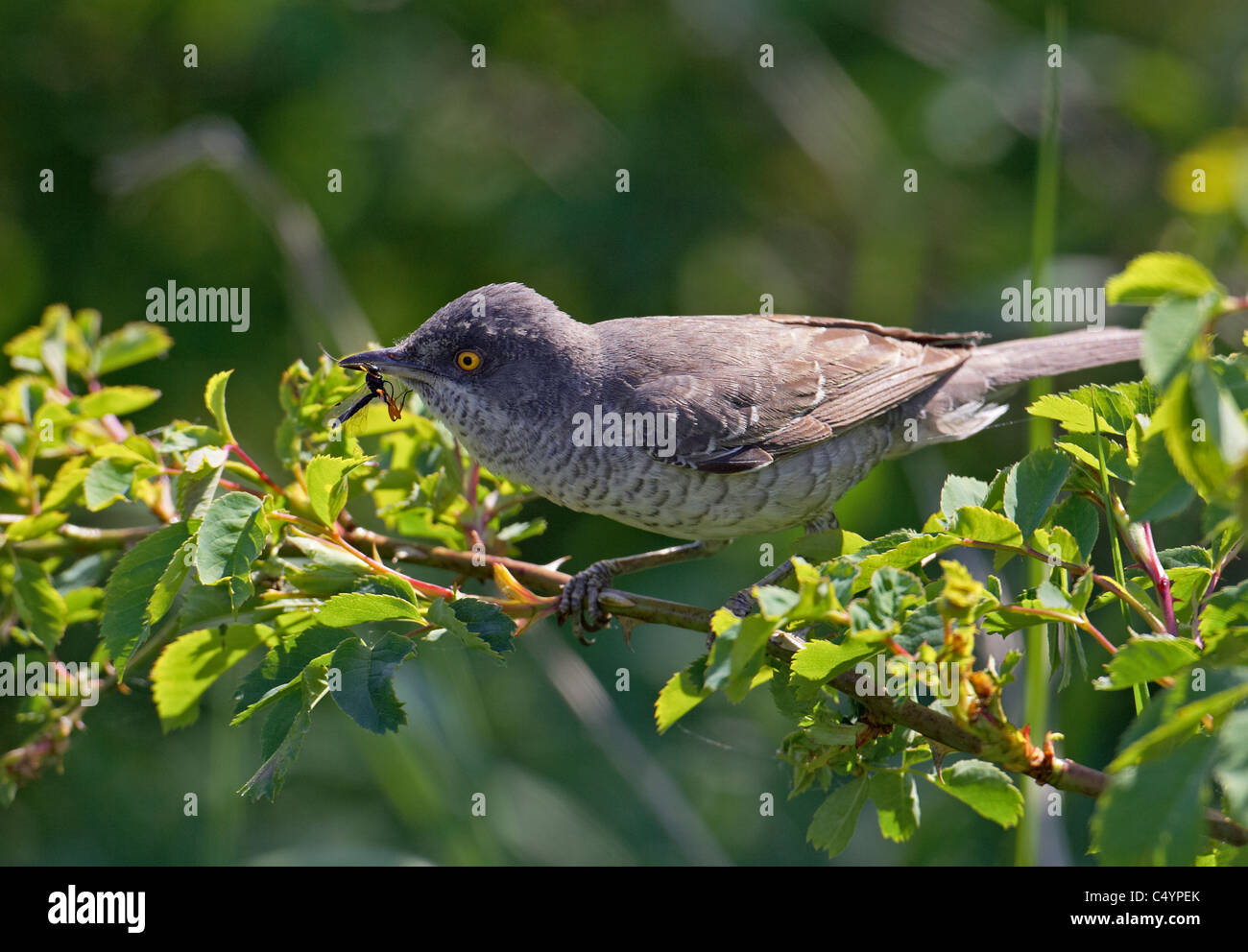 Male barred warbler hi-res stock photography and images - Alamy